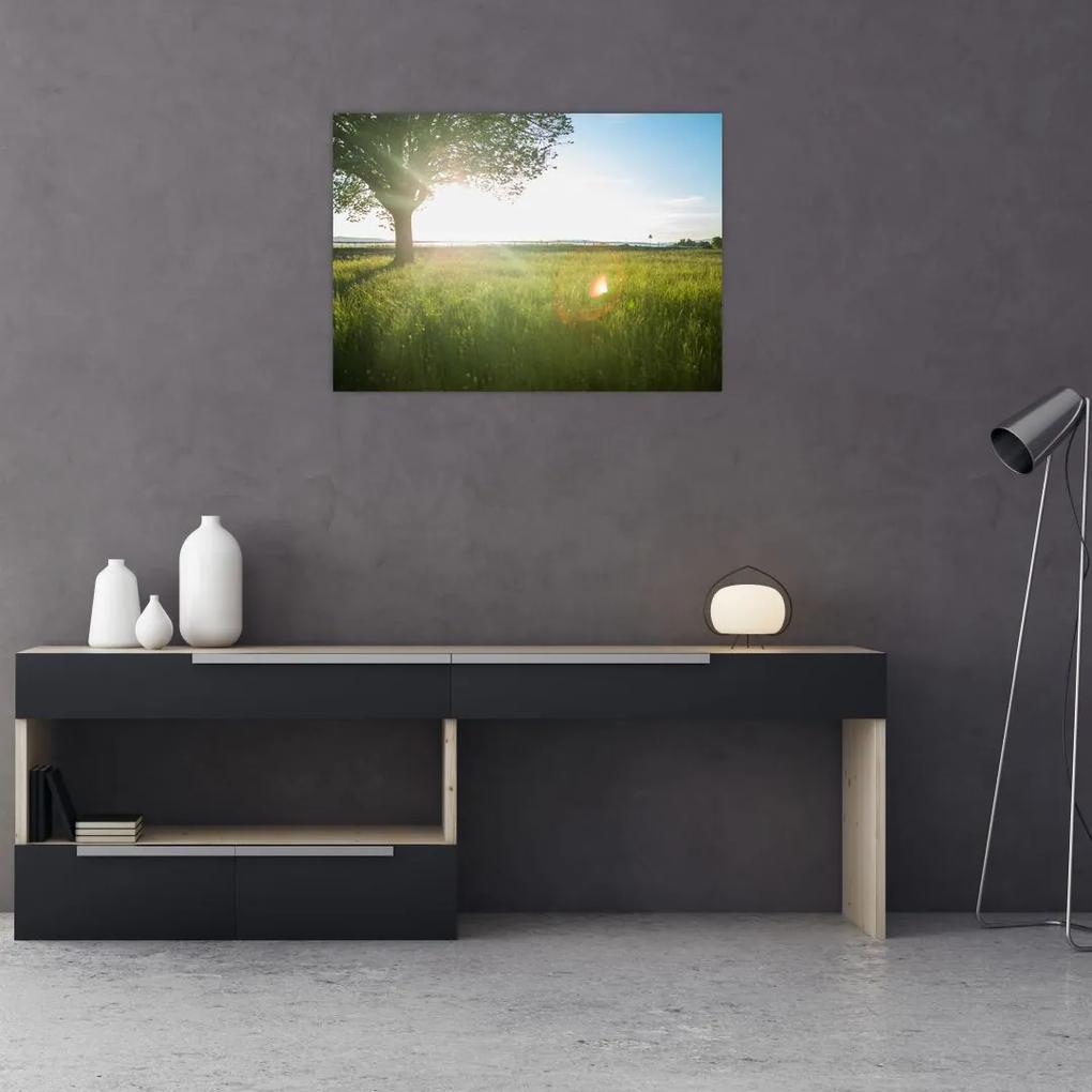 Skleněný obraz letní louky (70x50 cm)