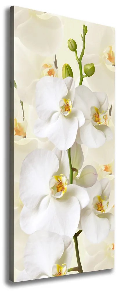 Wallmuralia Foto obraz na plátně Bílá orchidej 50x125 cm