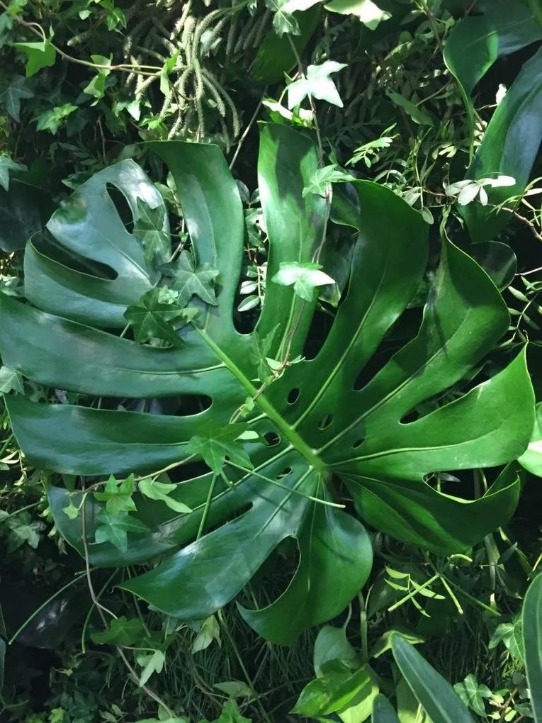 Gardners Monstera deliciosa, průměr 12 cm