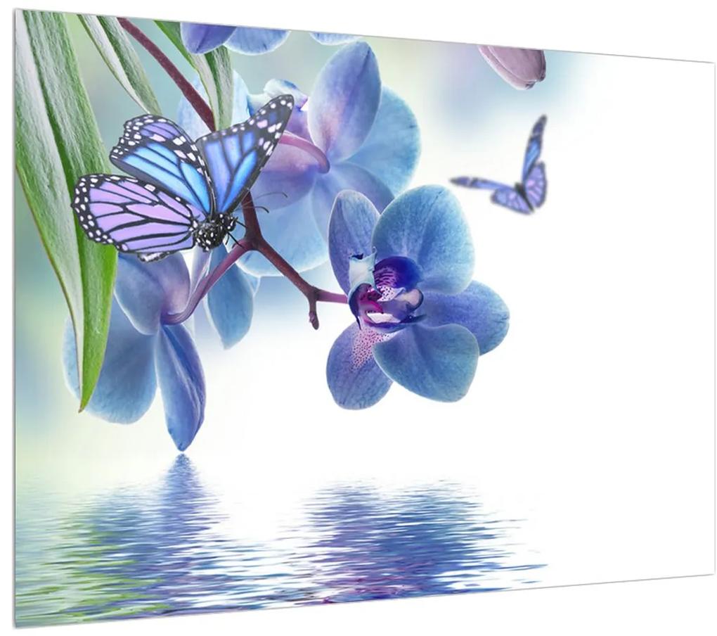 Obraz motýla na květech orchideje (70x50 cm)