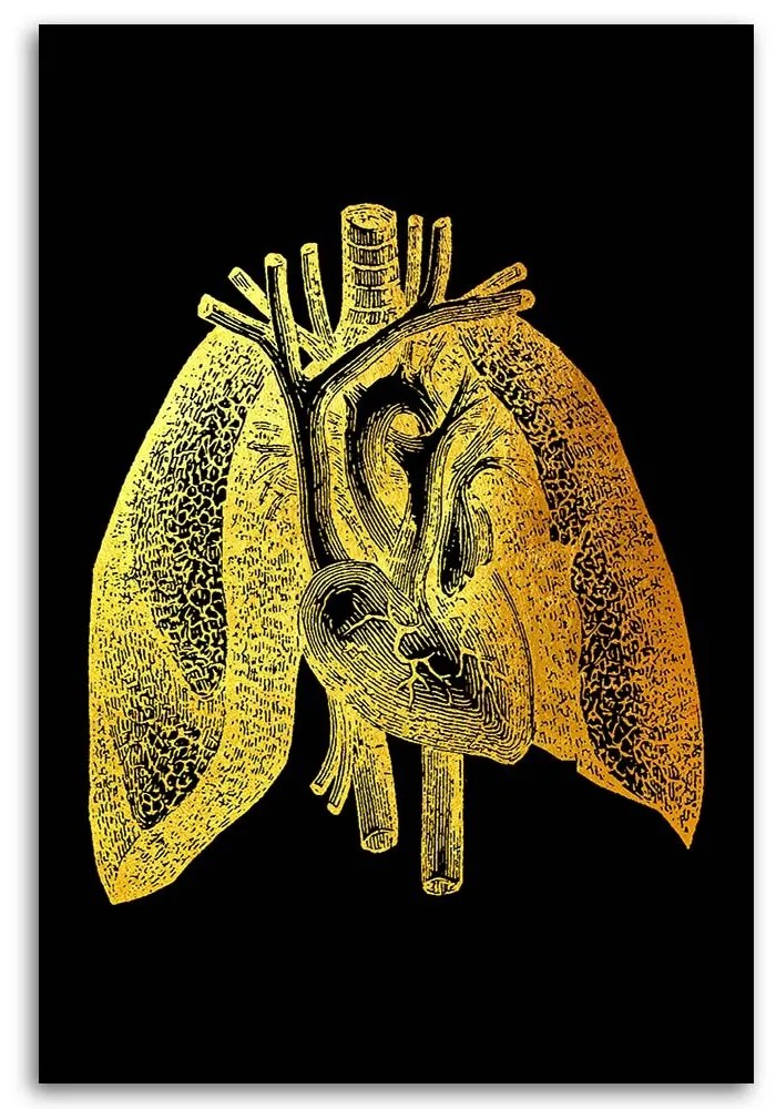 Gario Obraz na plátně Zlatá anatomie, lidské plíce - Gab Fernando Rozměry: 40 x 60 cm