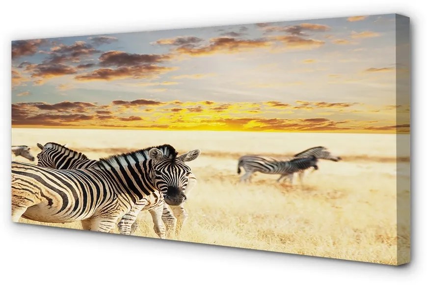 Obrazy na plátně Zebry pole sunset 100x50cm