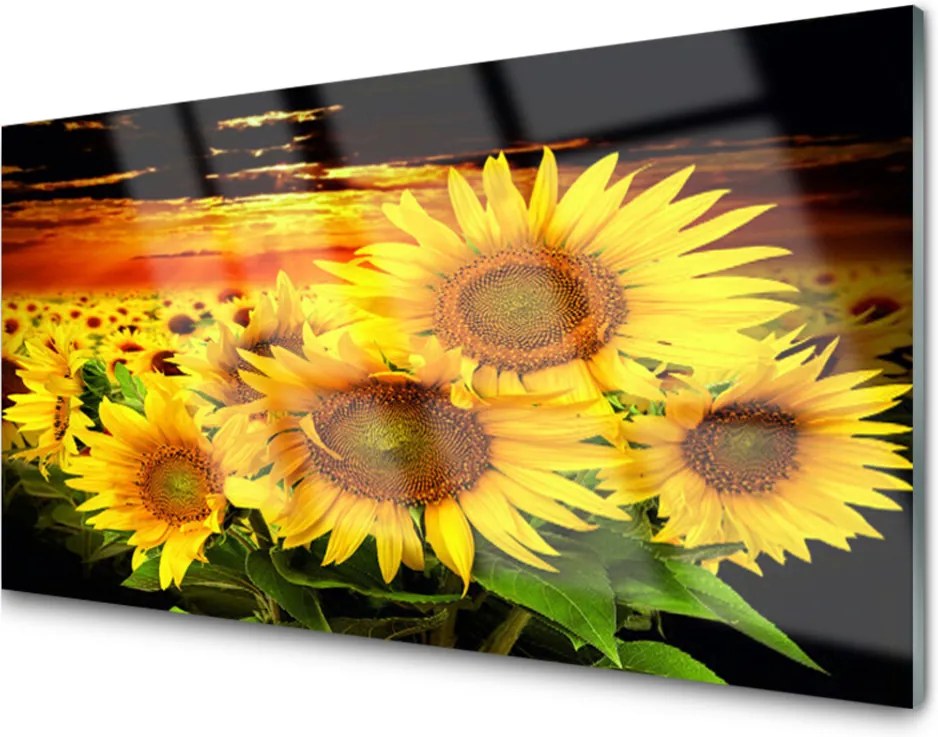 Plexisklo obraz Slunečnice Květ Rostlina