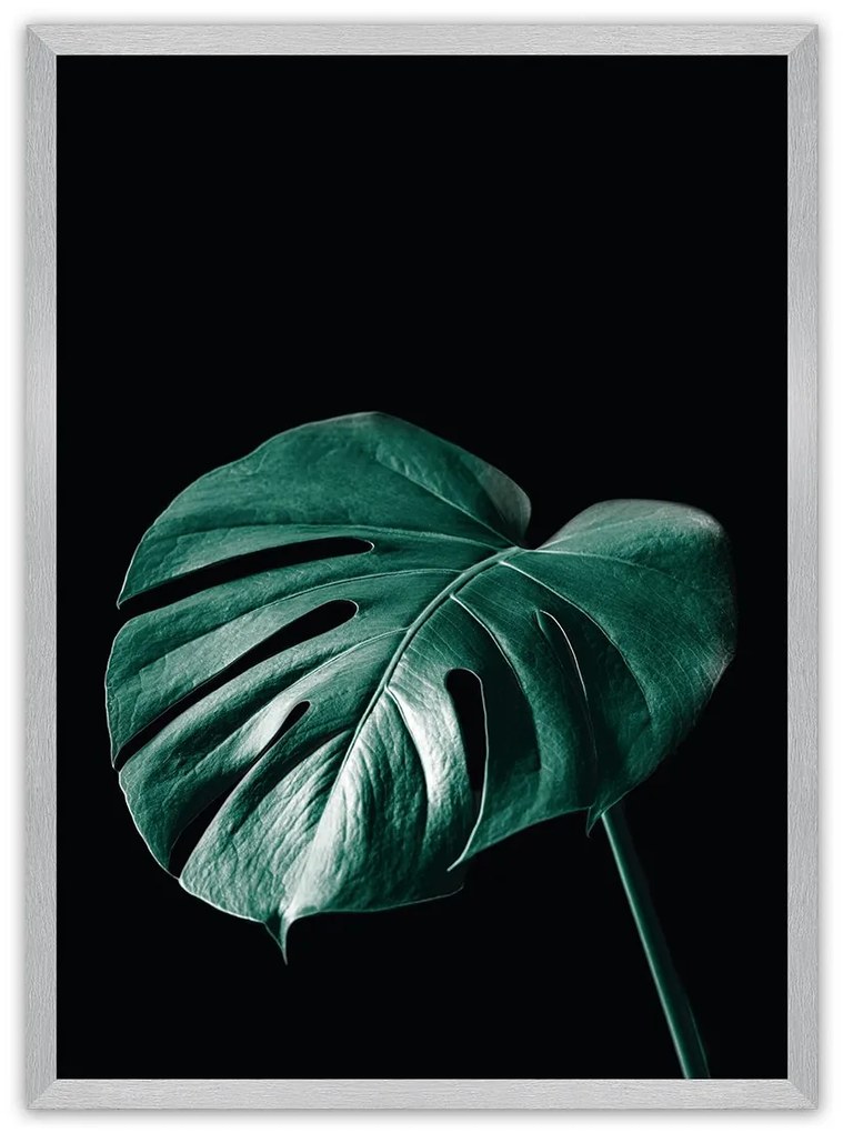 Plakát Dark Monstera