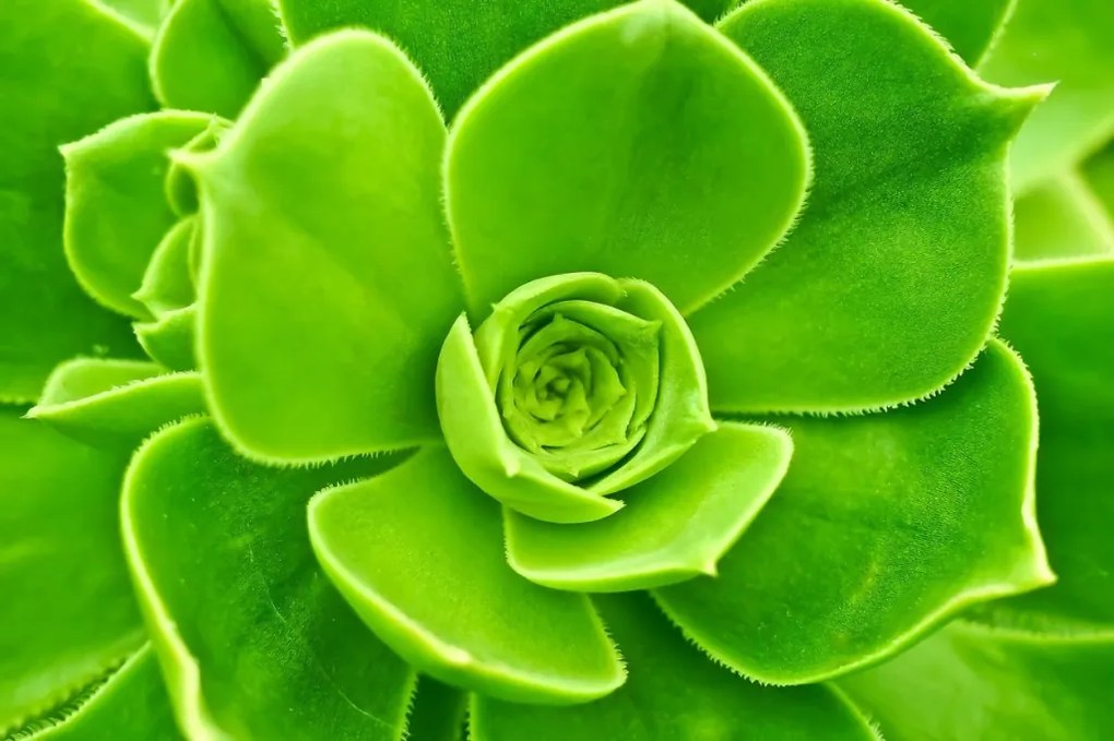 InSmile ® Obraz - zelené květy Velikost: 90x60 cm