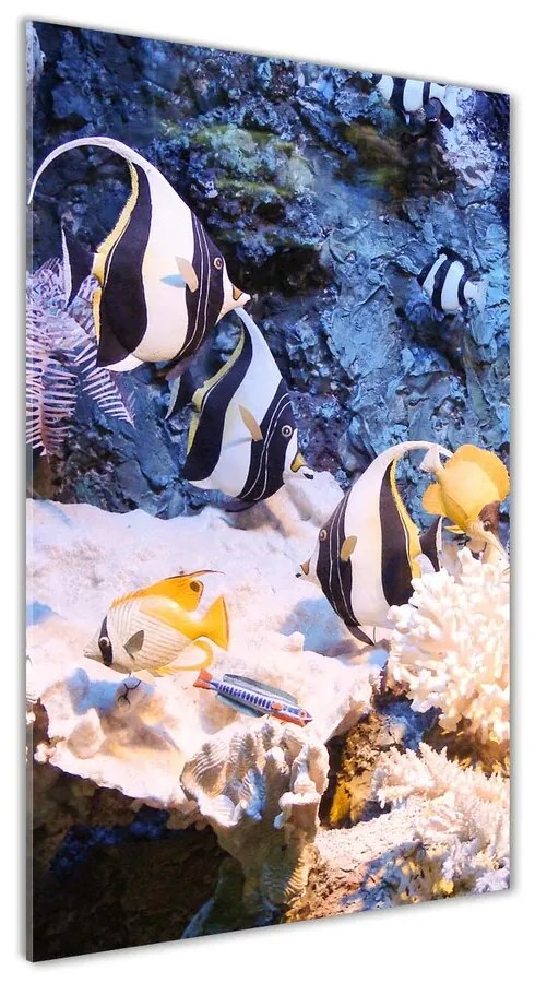 Wallmuralia Foto obraz akrylový do obýváku Korálový útes 60x120 cm