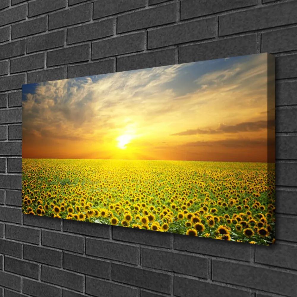 Obraz na plátně Slunce Louka Slunečnice 120x60 cm