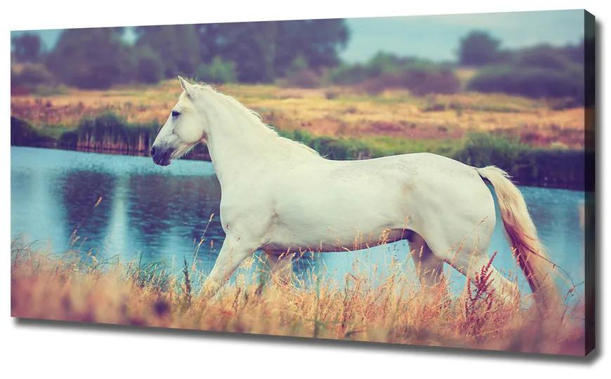 Wallmuralia Foto obraz na plátně Bílký kůň jezero 120x60 cm