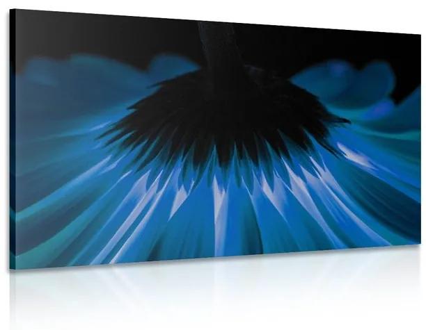 Obraz modrá gerbera na tmavém pozadí - 120x80 cm