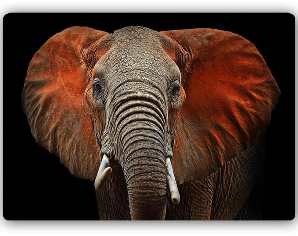 CARO Kovový obraz - Elephant 1 60x40 cm