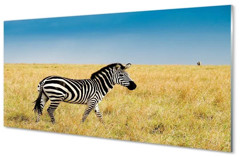 Obraz na skle Zebra box 140x70 cm