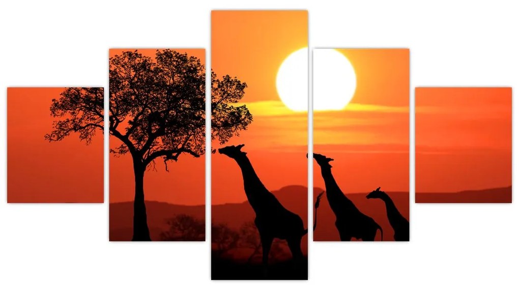 Obraz žiraf při západu slunce (125x70 cm)