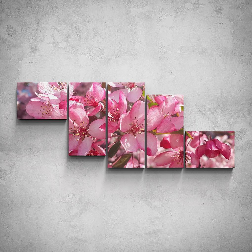5-dílný obraz - Sakura detail - PopyDesign