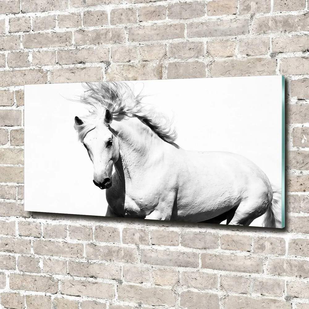 Wallmuralia Foto-obraz fotografie na skle Bílý kůň 140x70 cm