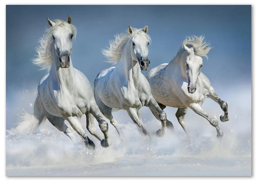 Wallmuralia Foto-obraz na skle svislý Koně ve cvalu 100x70 cm