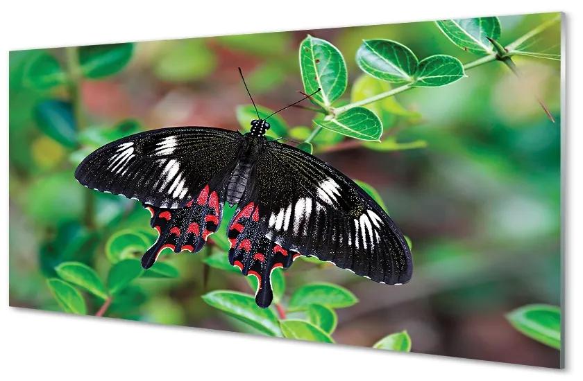 Obraz na skle List barevný motýl 120x60 cm
