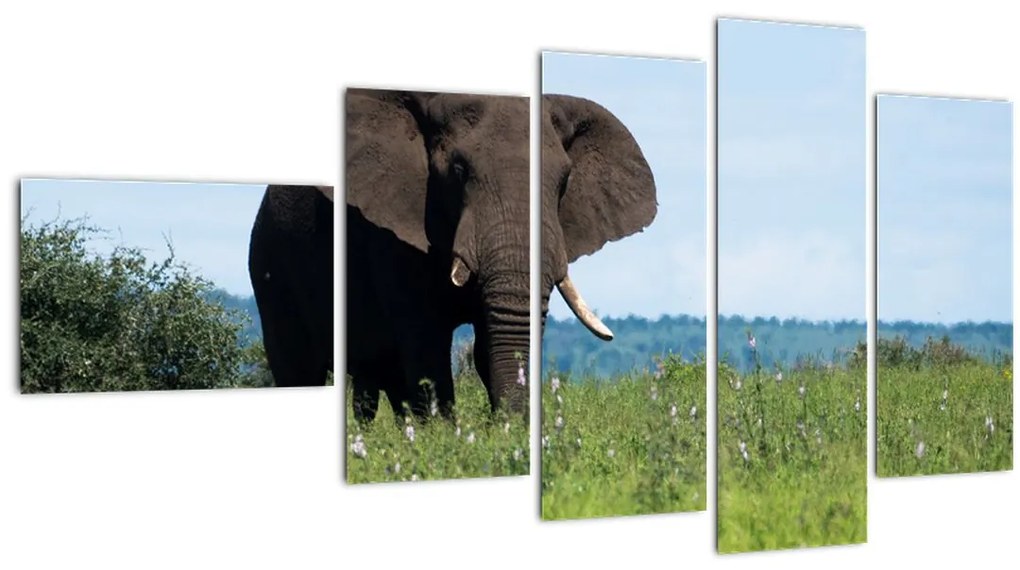 Obraz slona (110x60 cm), 40 dalších rozměrů