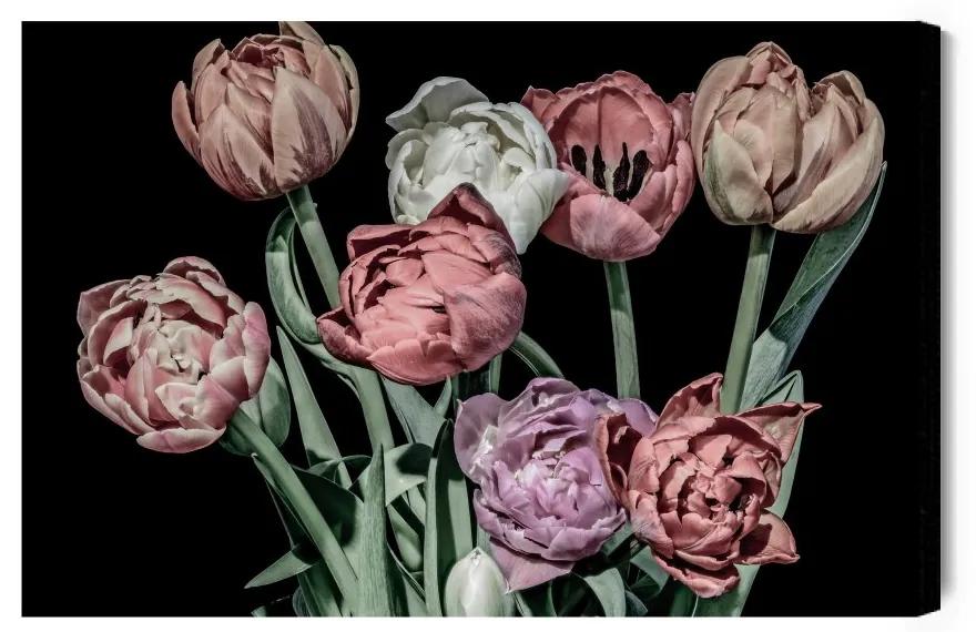 Obraz Pastelové Tulipány Na Černém Pozadí Nedostatek Nedostatek Přírodní plátno 40x30