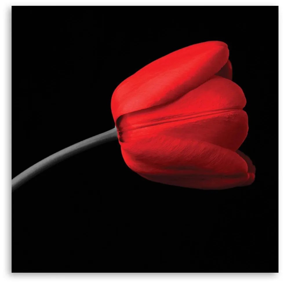 Gario Obraz na plátně Červený tulipán květ Rozměry: 30 x 30 cm