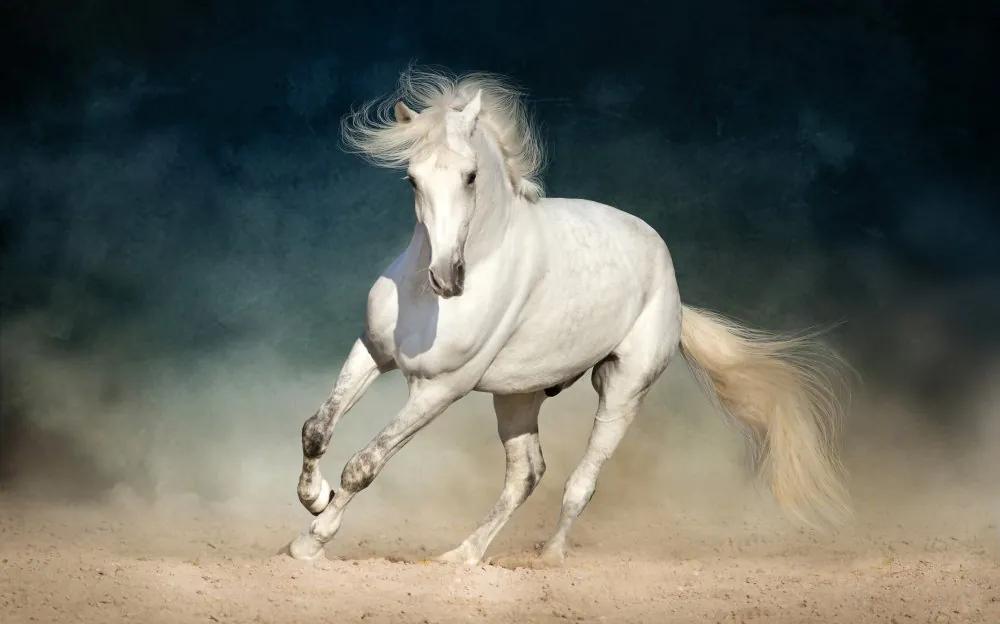 Vícedílný obraz Bílý Kůň Ve Cvalu Nedostatek Nedostatek Plátno Canvas 160x100