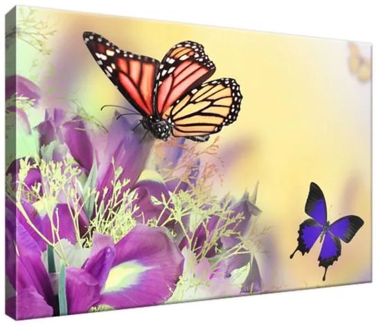 Obraz na plátně Full color butterfly 30x20cm 1239A_1T