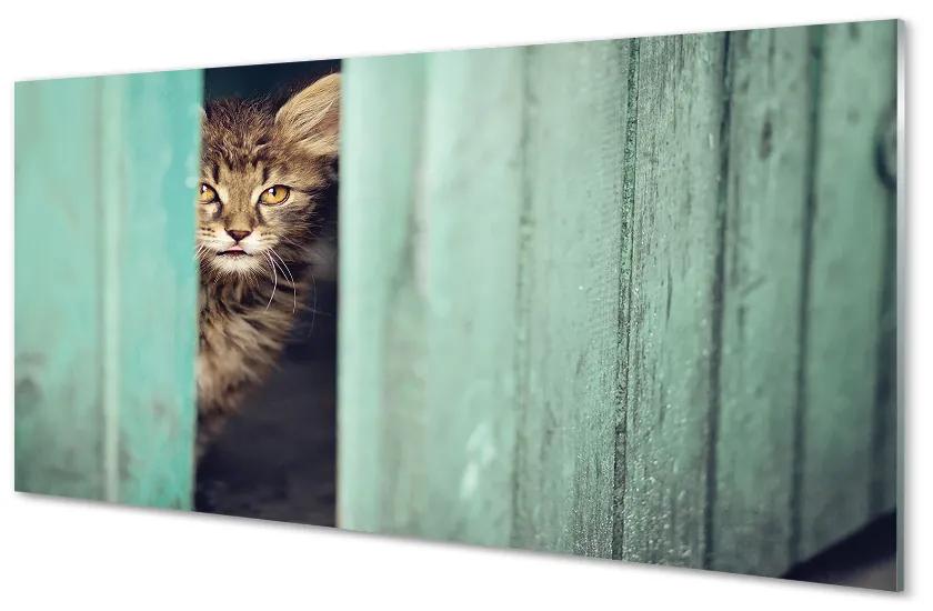akrylový obraz Vypadající kočka 100x50 cm