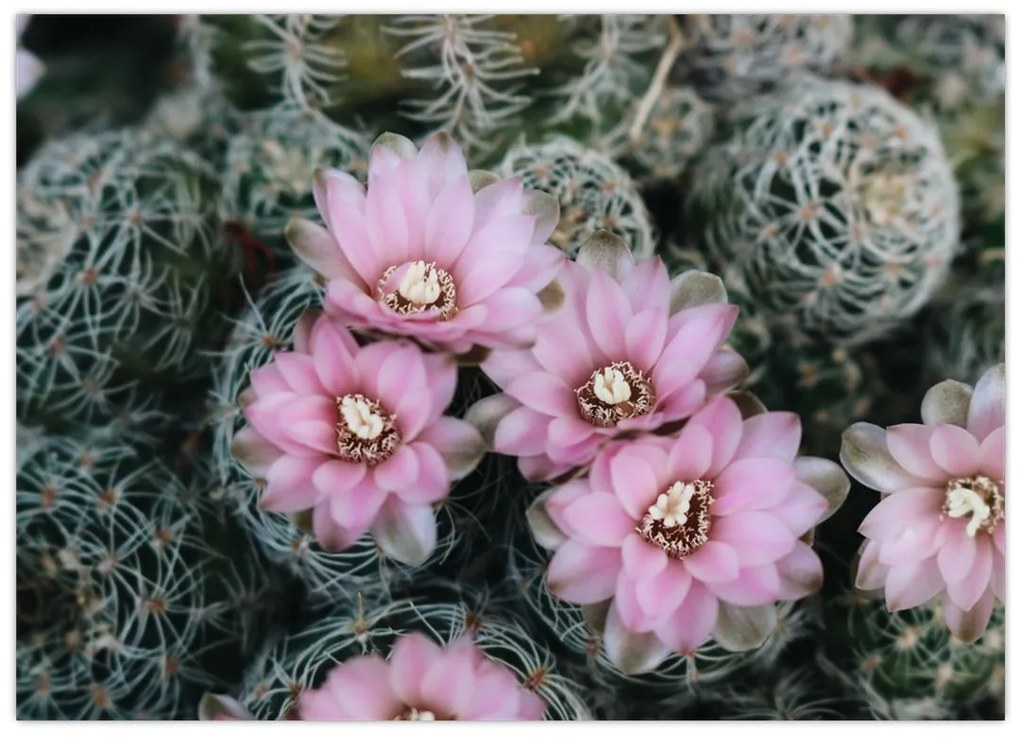 Skleněný obraz květ kaktusu (70x50 cm)