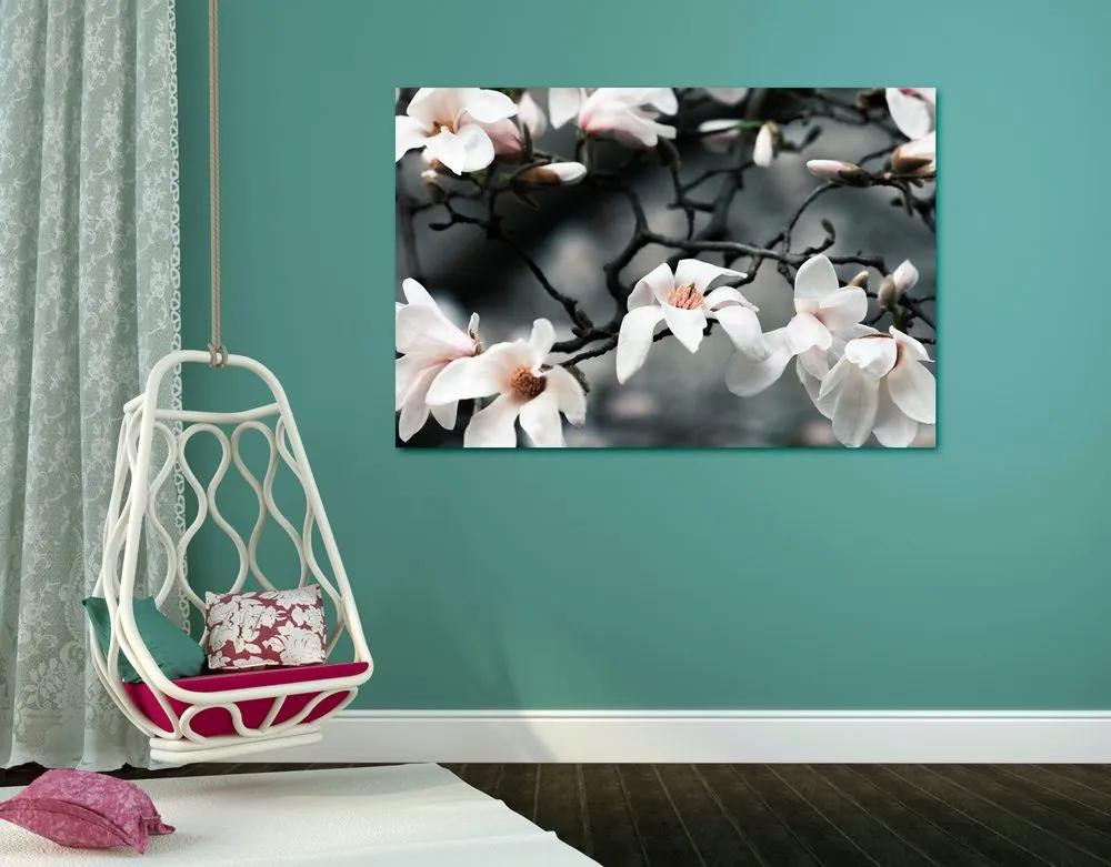 Obraz probouzející se magnolie Varianta: 90x60