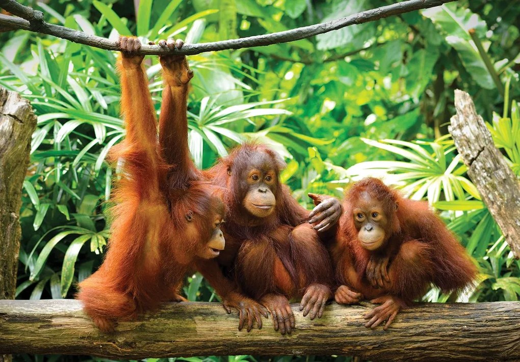 Fototapeta - Orangutani v džungli (254x184 cm)