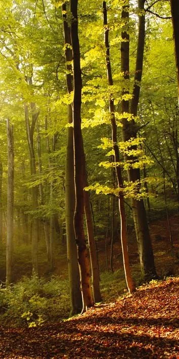 D-003 Samolepicí fototapeta na dveře Forest D003, velikost 95 x 210 cm