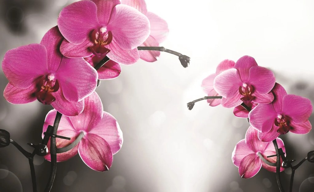 Fototapeta Orchid in grey background vlies 312 x 219 cm