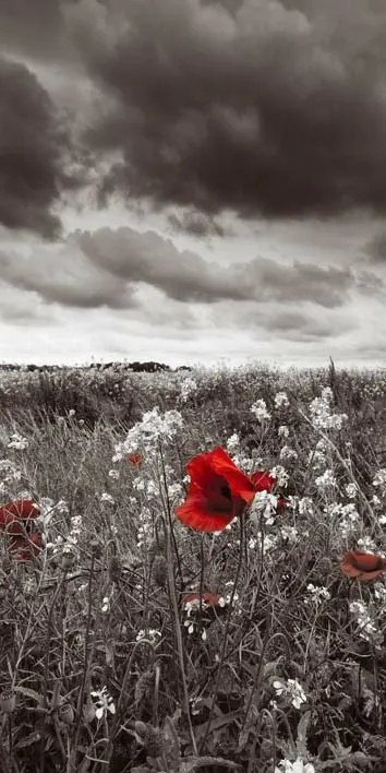 Samolepicí fototapeta Poppies D012 - 95 x 210 cm