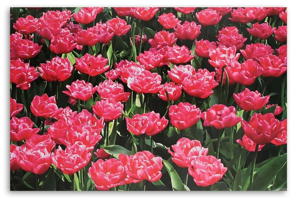 Obraz na plátně Růžové tulipány Květina Příroda - 90x60 cm