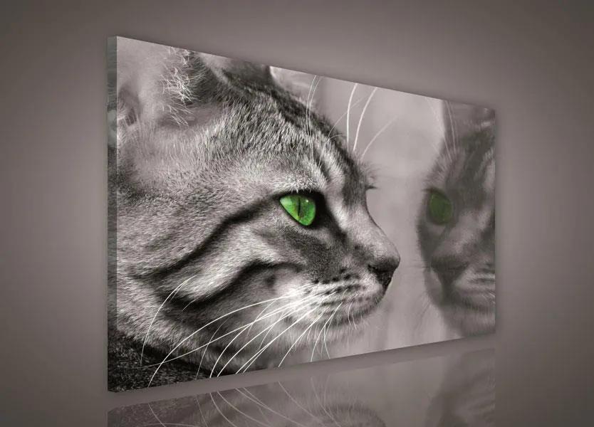 Obraz na plátně kočka 75 x 100 cm
