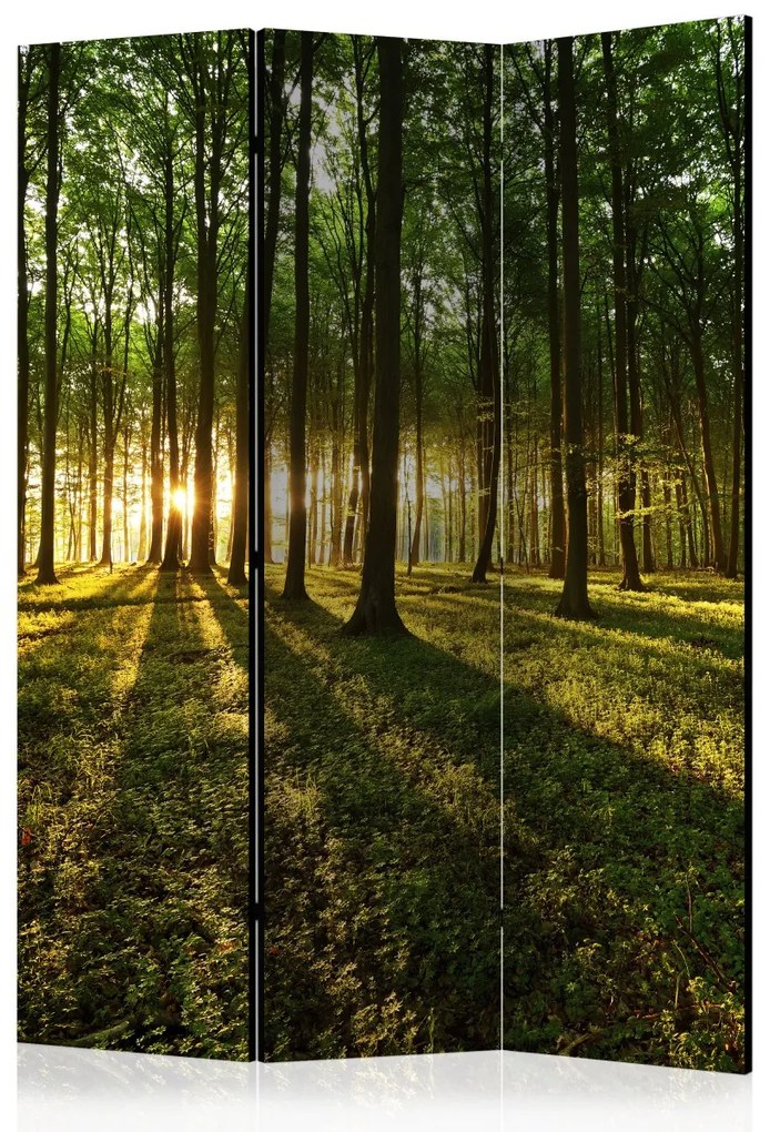 Paraván lesní úsvit Velikost (šířka x výška): 135x172 cm