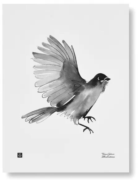 Plakát Siberian Jay 30x40 Teemu Järvi