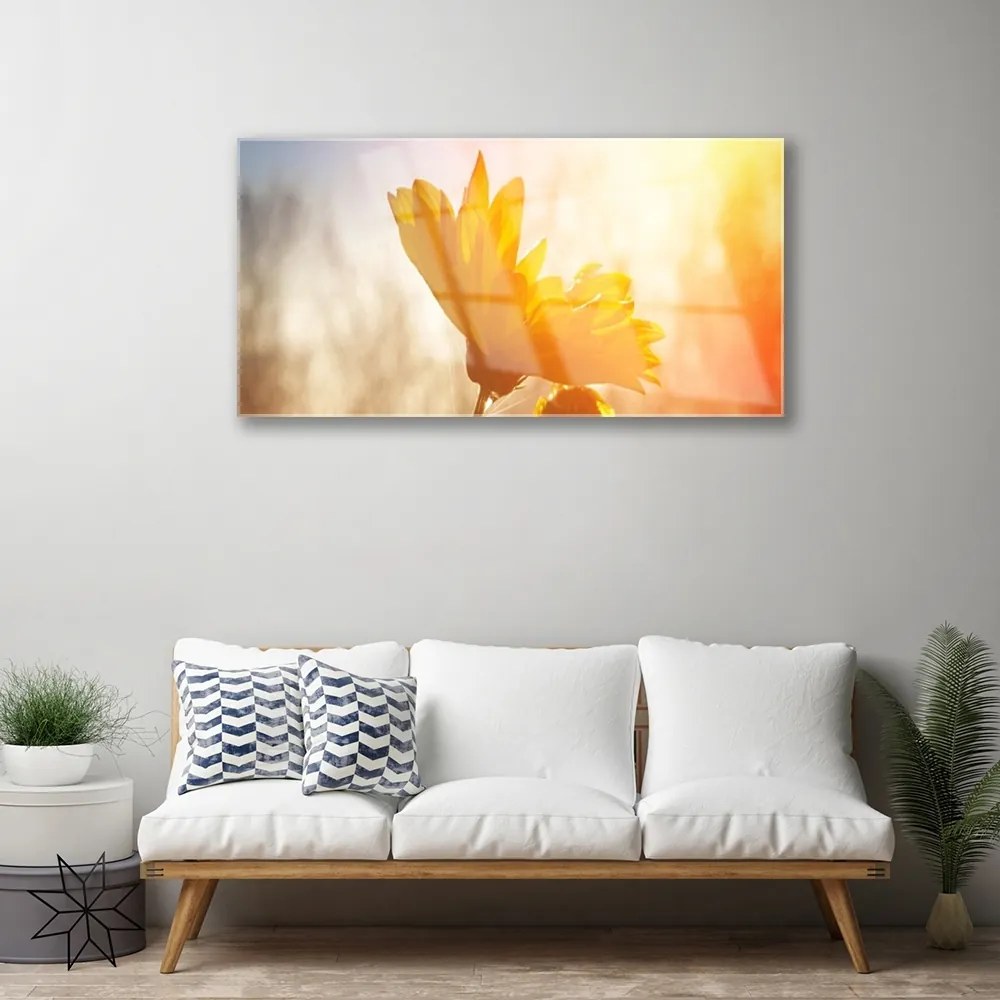 Obraz na skle Slunečnice 100x50 cm