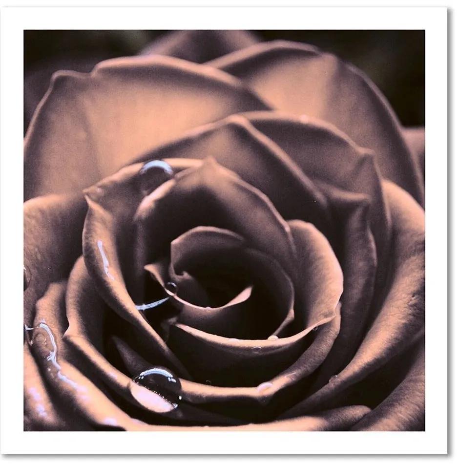 Gario Obraz na plátně Kapky vody na růži Rozměry: 30 x 30 cm