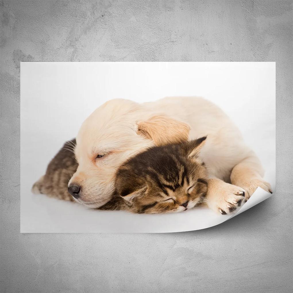 Plakát - Spící štěně s kotětem (60x40 cm) - PopyDesign