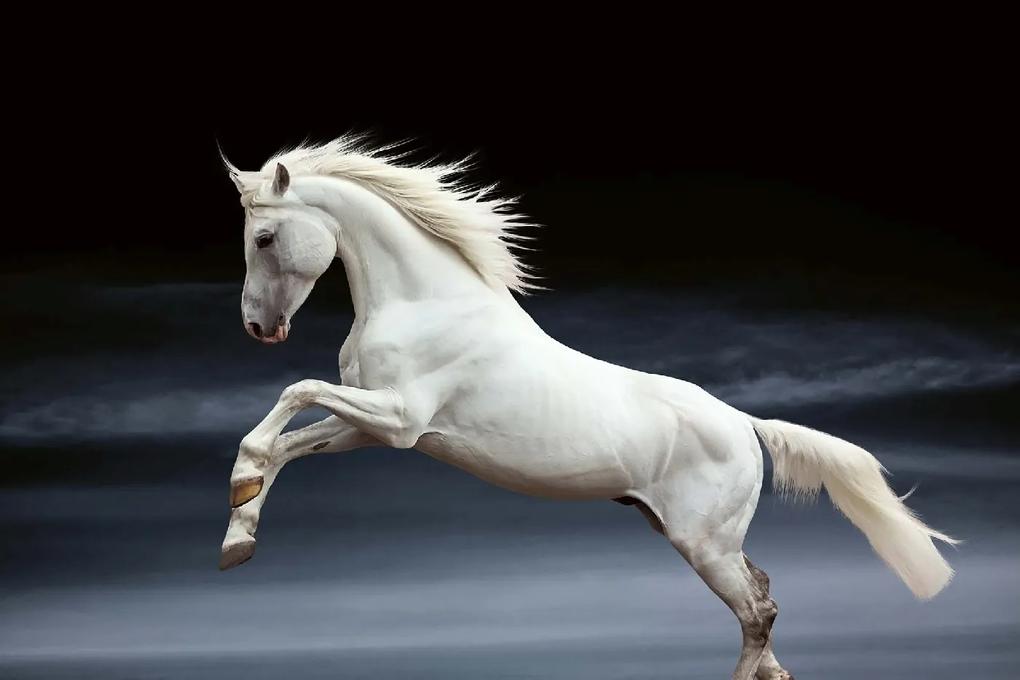 DIMEX | Samolepicí vliesová fototapeta na zeď Bílý kůň MA-5-0423 | 375 x 250 cm | modrá, bílá, černá