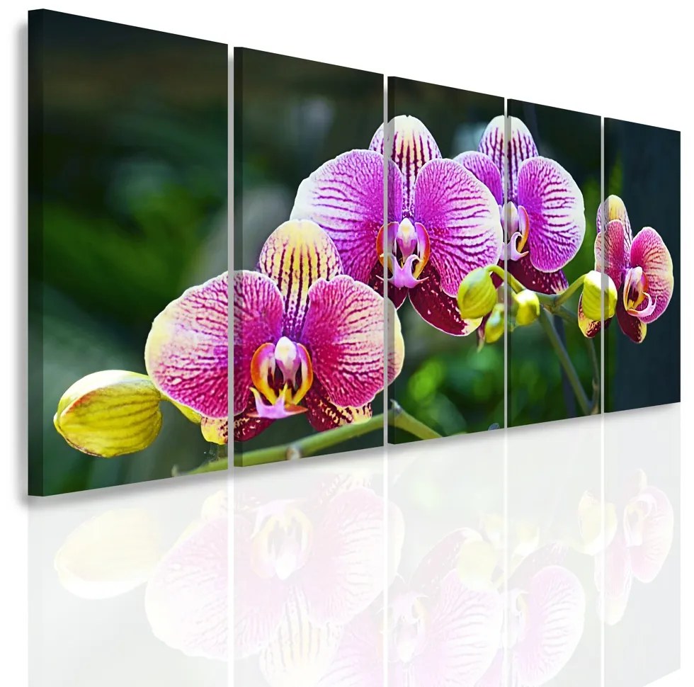 Vícedílný obraz - Divoká orchidej