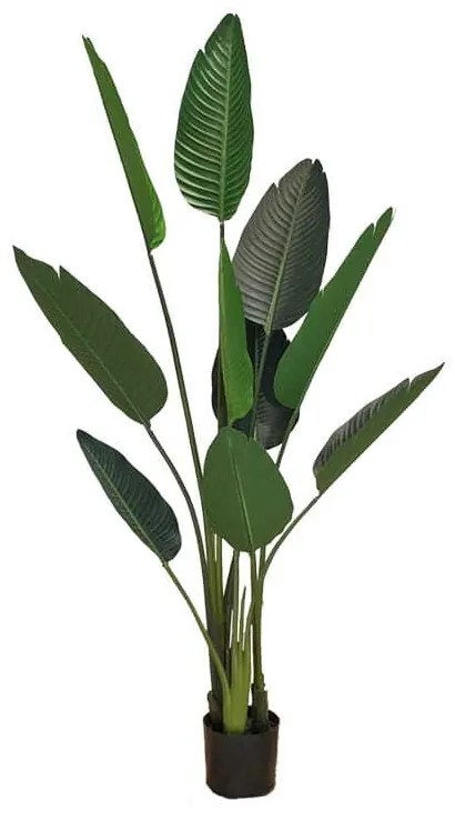 Hrnková rostlina - STERLICJA XL GD4094