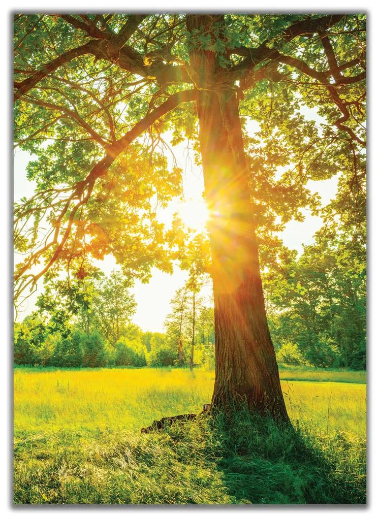 Malvis ® Obraz Strom v ranním slunci Velikost: pětidílný obdélník - 100x45 cm