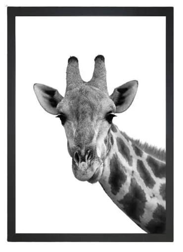 Obraz Tablo Center Giraffe Portrait, 24 x 29 cm