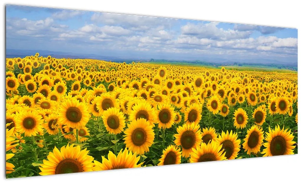 Obraz - slunečnice (100x40cm)