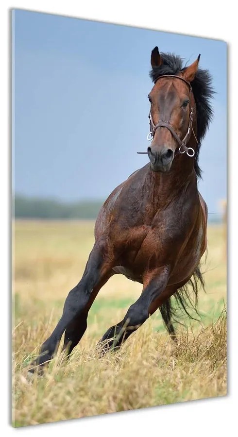 Wallmuralia Foto obraz sklo tvrzené Kůň na poli 60x120 cm