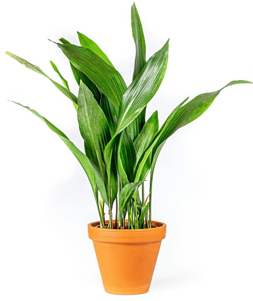 Gardners Aspidistra Elatior, průměr 14 cm