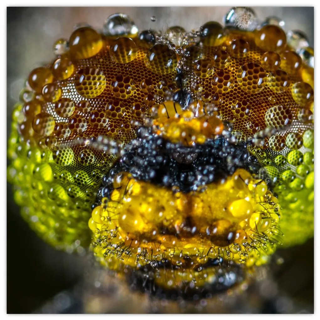Detailní obraz očí hmyzu (30x30 cm)