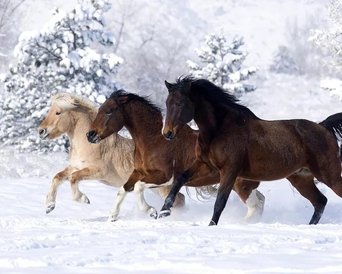 Plakát Koně ve sněhu