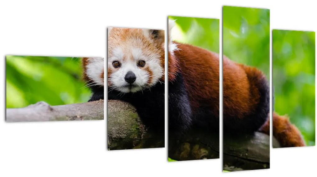Obraz pandy červené (110x60 cm), 40 dalších rozměrů
